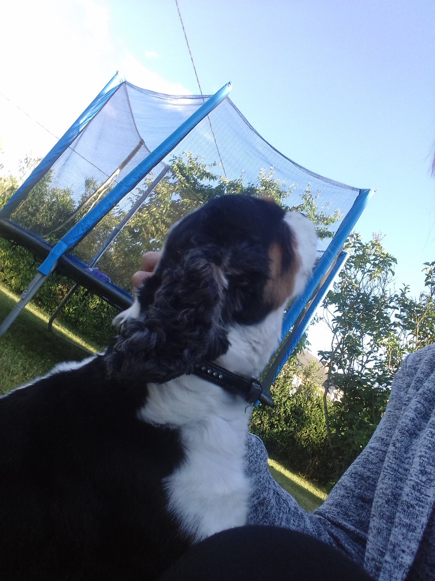 Galerie de photos :: Les-papouilles