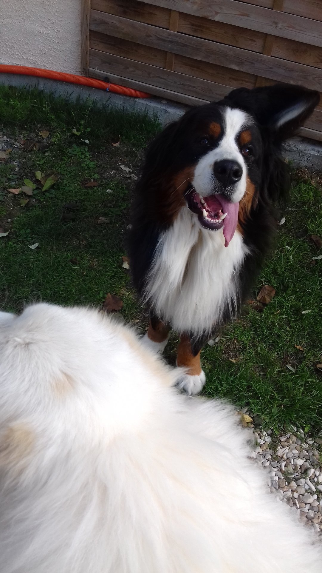 Galerie de photos :: Les-papouilles