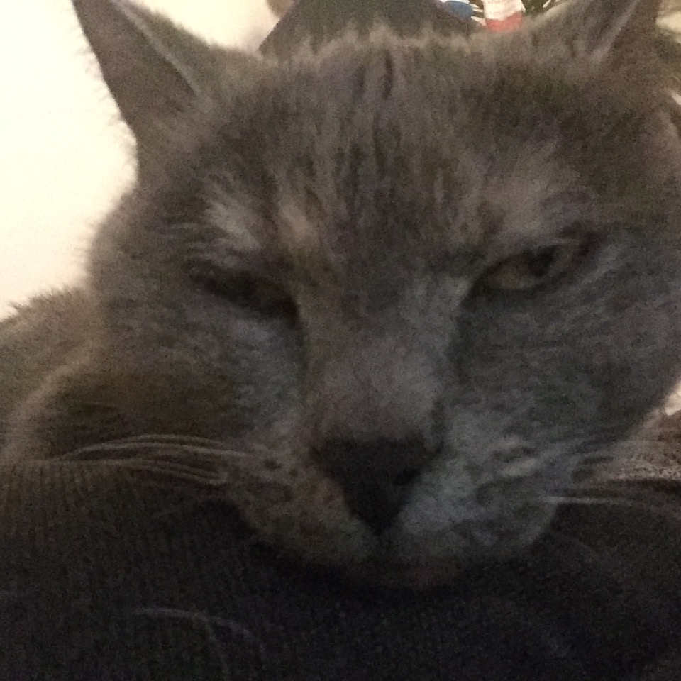 Galerie de photos :: Les-papouilles